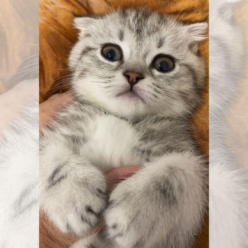 Шотландская кошечка шиншилла беби фейс