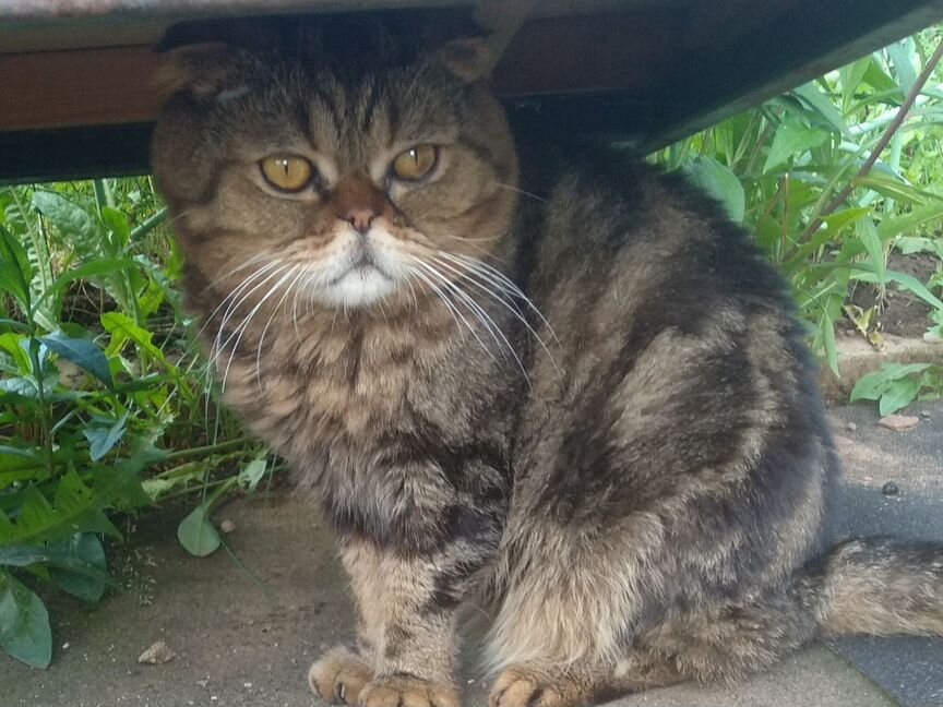Шотландский, вислоухий кот, 6 лет
