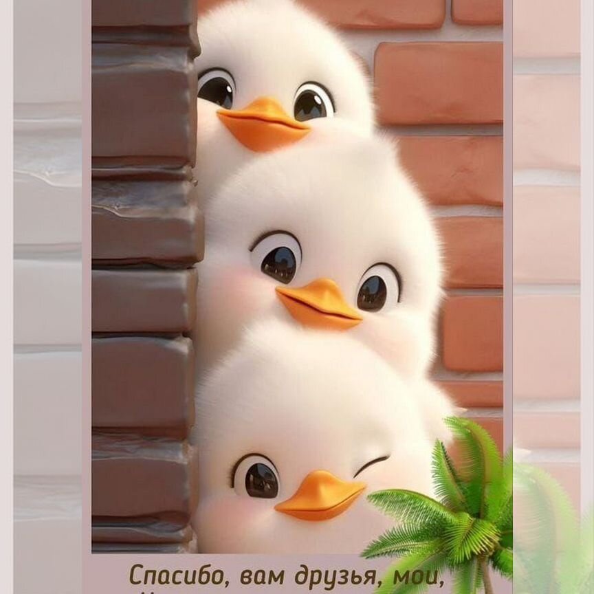 Цыплята суточные