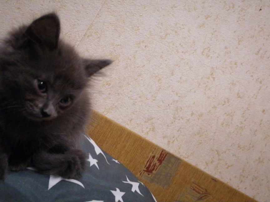 Кошки
