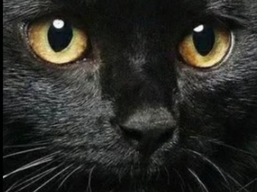 Идеальная черная девочка-котенок в добрые руки