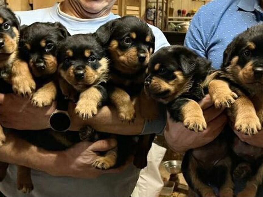 Щенки ротвейлера продажа