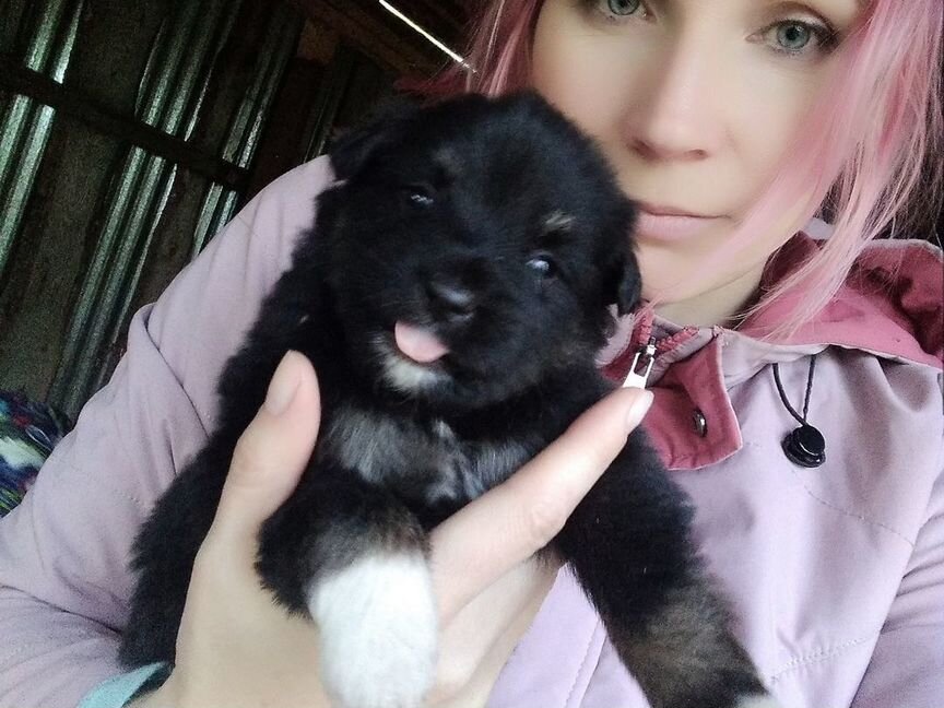 Щенки