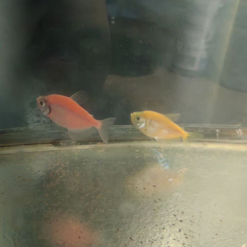 Рыбки 2штуки и гуппи