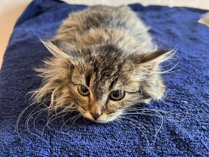 Скромный коненок