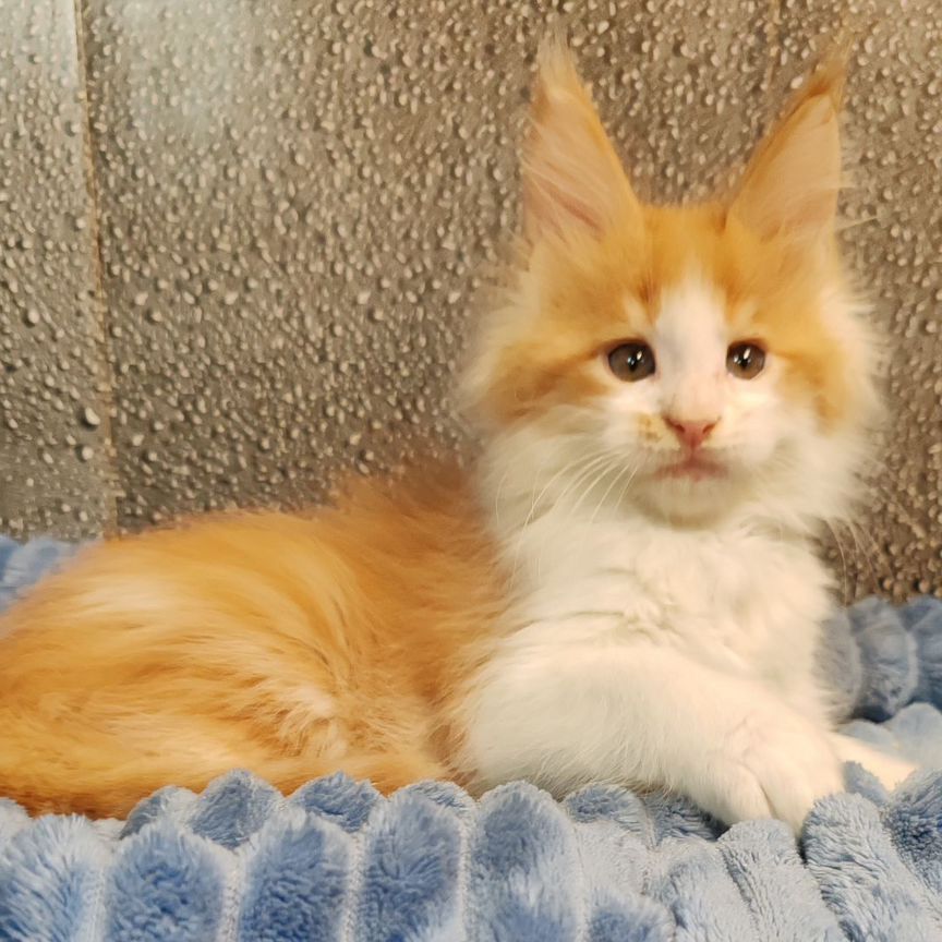 Мейн-кун котёнок