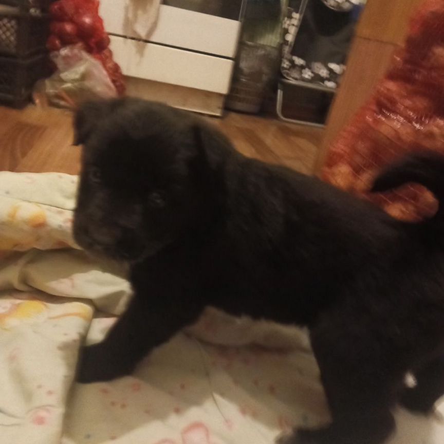 Щенок девочка