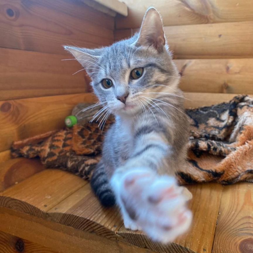 Красавица кошечка 3 месяца