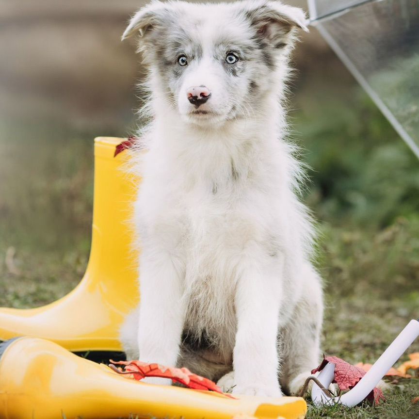 Бордер-колли, щенок