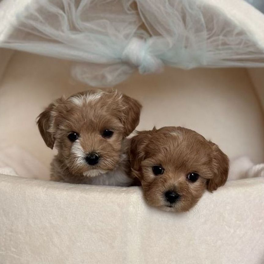 Мальтипу, щенок