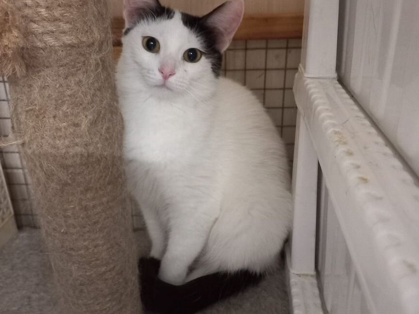 Кошка Снежа
