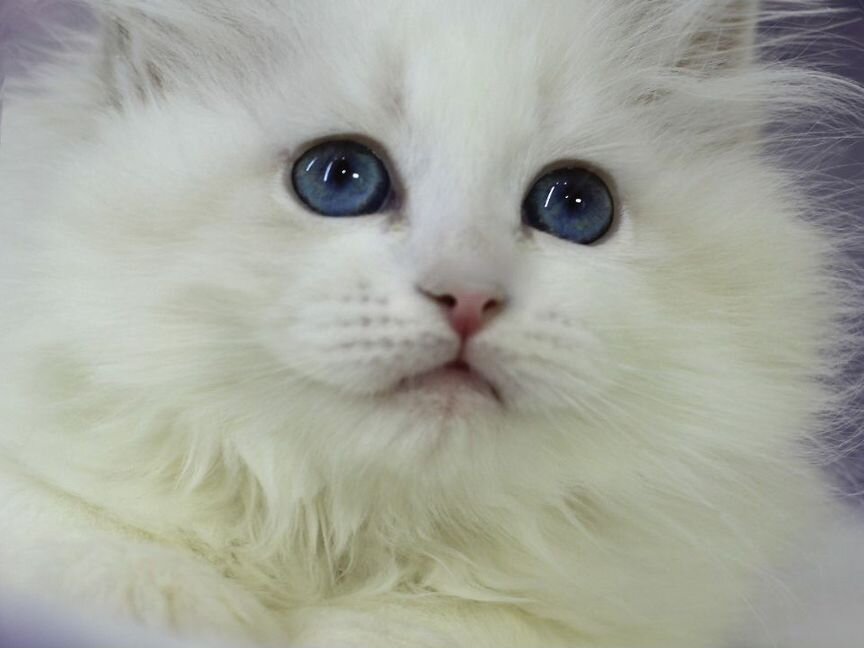 Котята Невская маскарадная