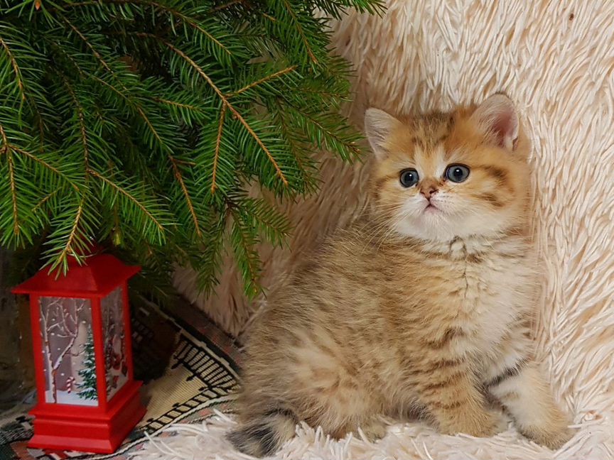 Шотландские котята