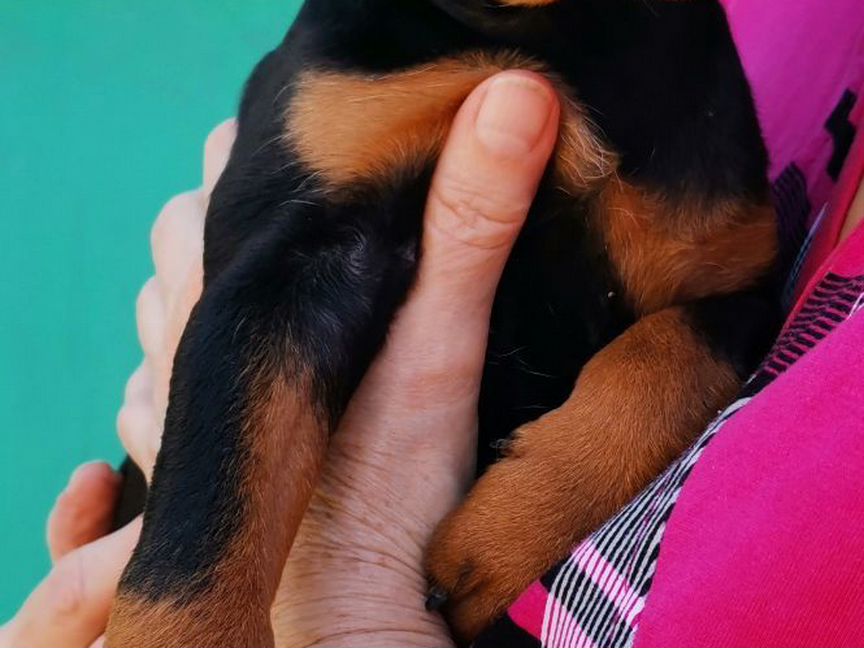 Щенки ягдтерьера