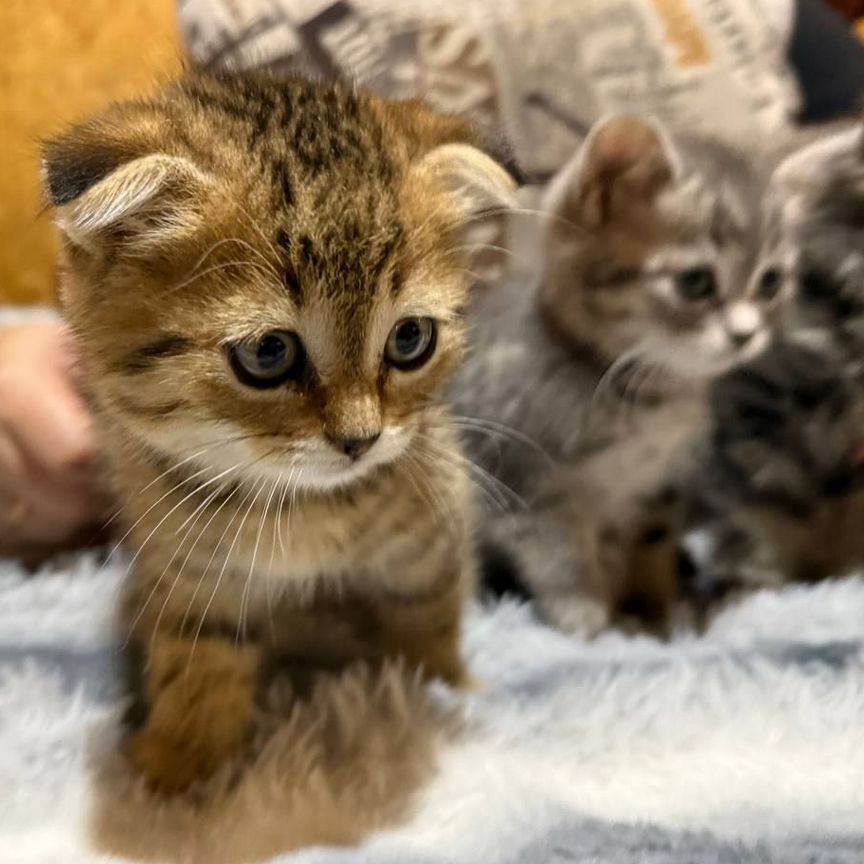 Шотландский вислоухий длинношёрстный котёнок