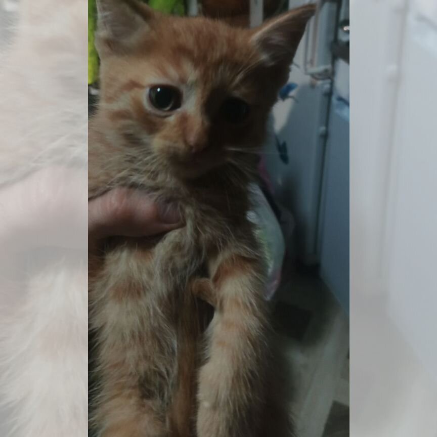 Котята в добрые руки бесплатно