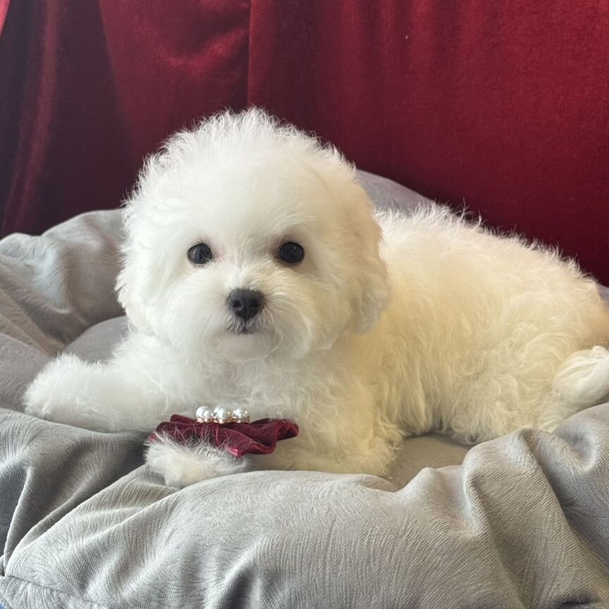 Бишон фризе, щенок