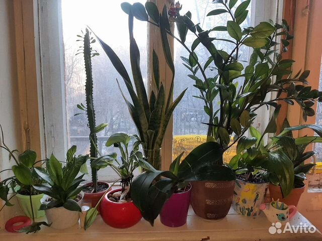 Комнатные растения цветы купить в Москве | Товары для дома и дачи | Авито