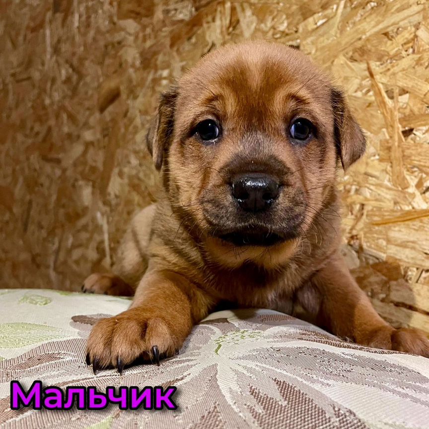 Метис шарпея