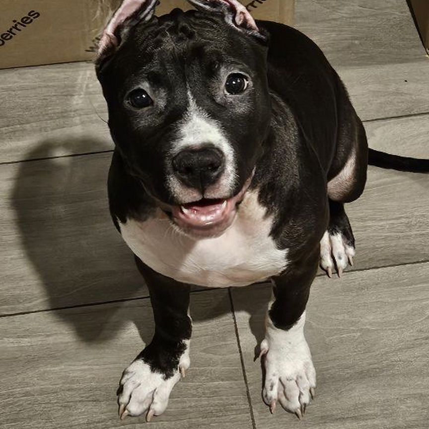 Американский стаффордширский терьер, щенок