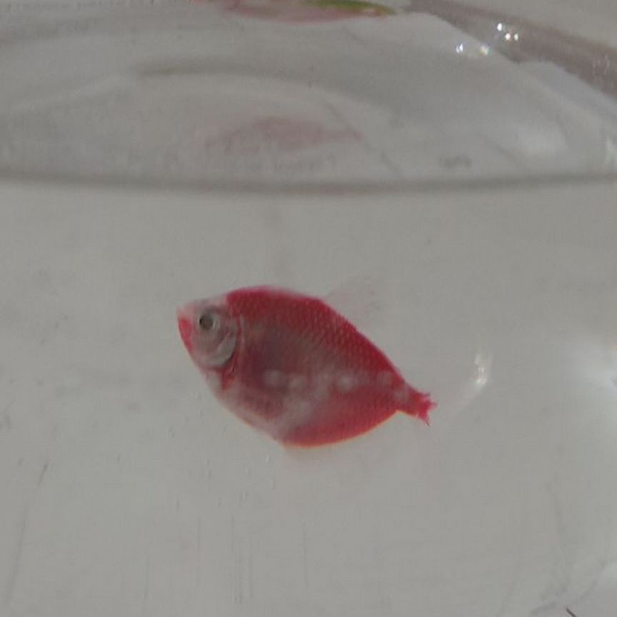 Тернеция Гло