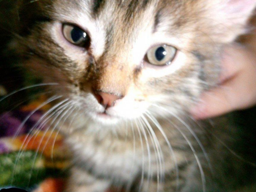 Кошки, коты, мышеловы, в добрые руки бесплатно