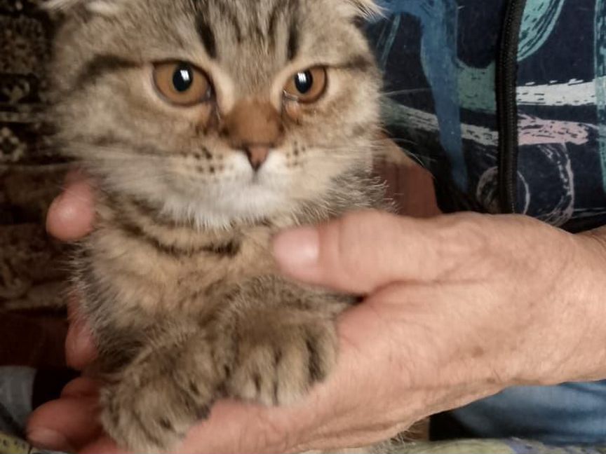 Спасти котёнка мальчика от живодеров