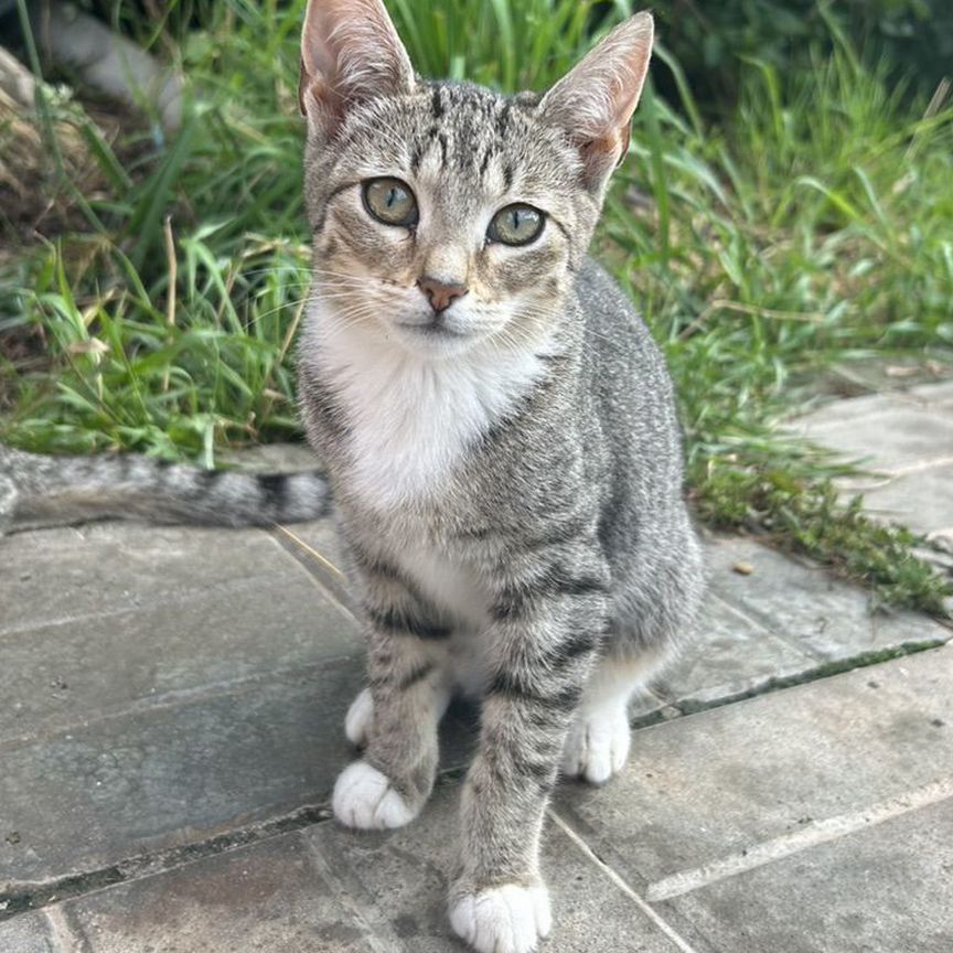 Котята в добрые руки бесплатно из Храма