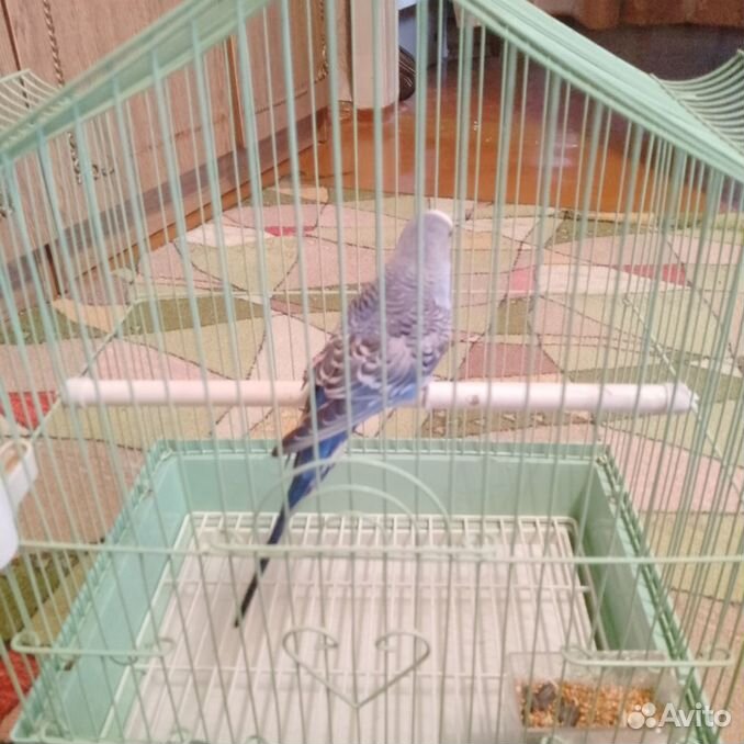 Отдам попугая даром