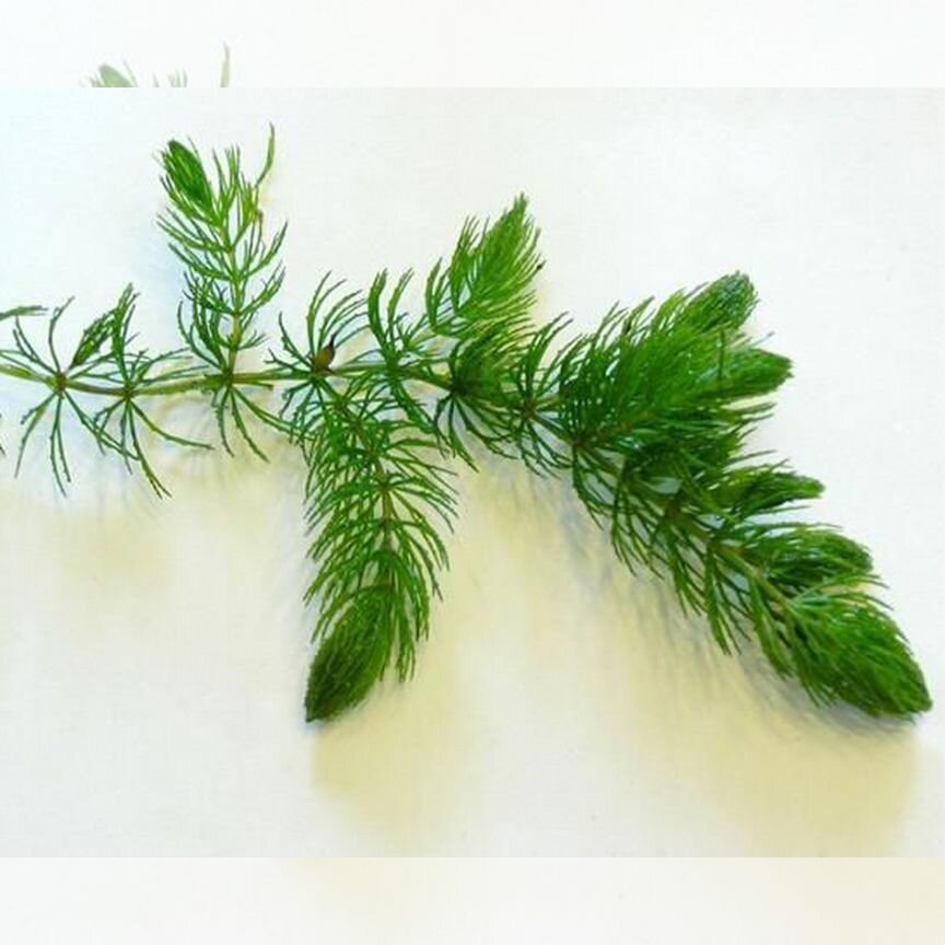 Аквариумные растения