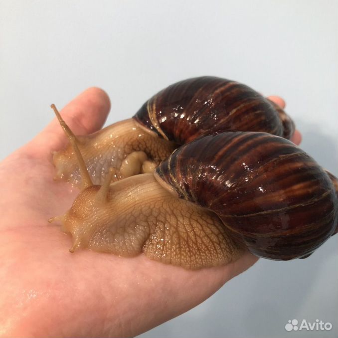 Улитки ахатины маленькие