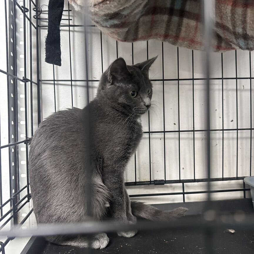 Русская голубая