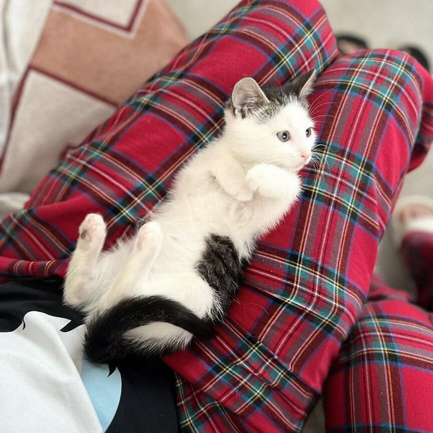 Беленький котëнок в добрые руки
