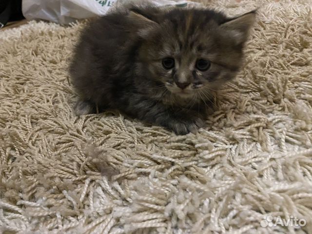 Котеночек