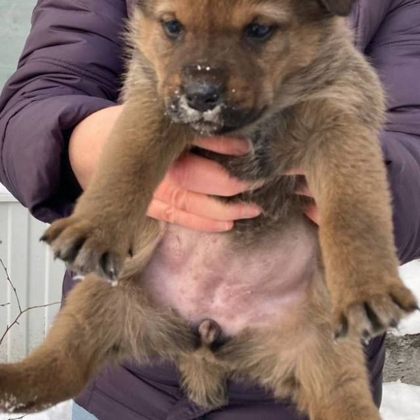 Щенок в добрые руки