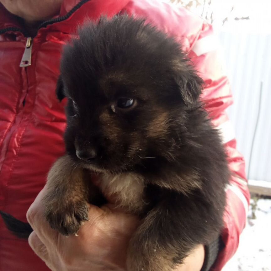 Щенки помесь овчарки и дворенки