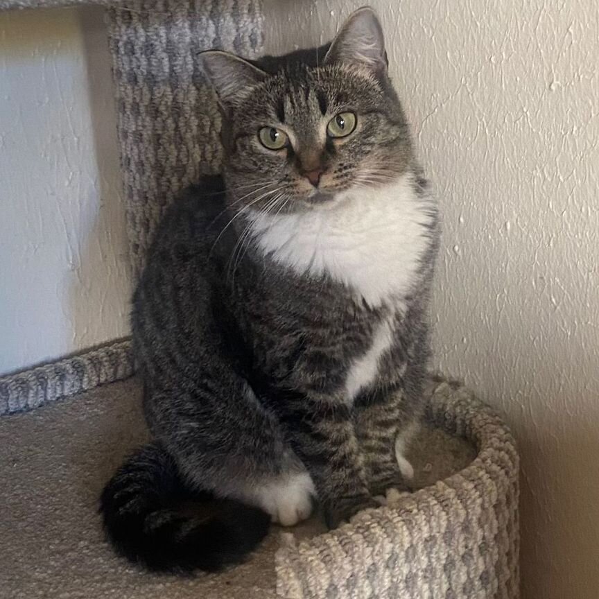 Серая красавица ищет дом