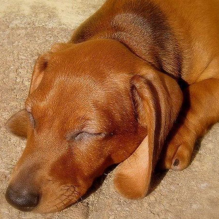 Такса, щенок