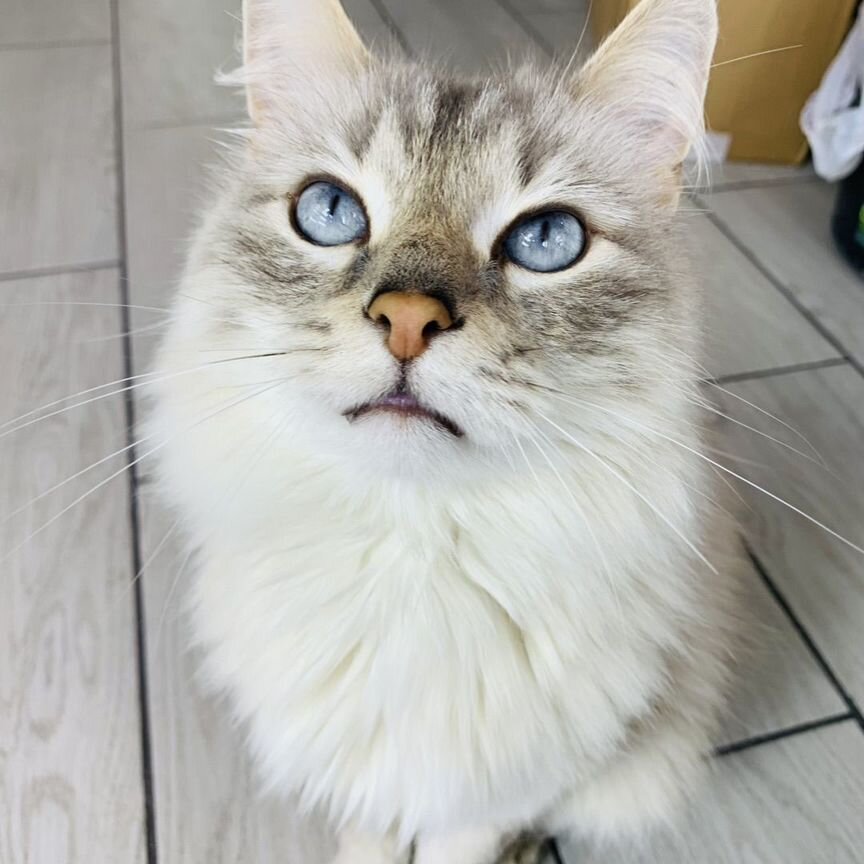 Спасенному коту нужен дом