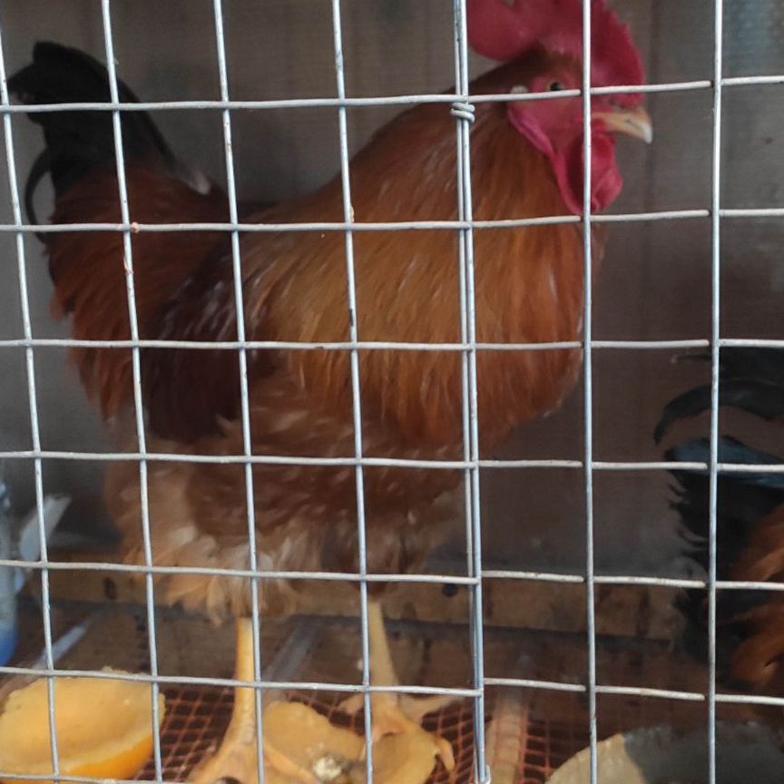 Кучинские юбилейные петушки