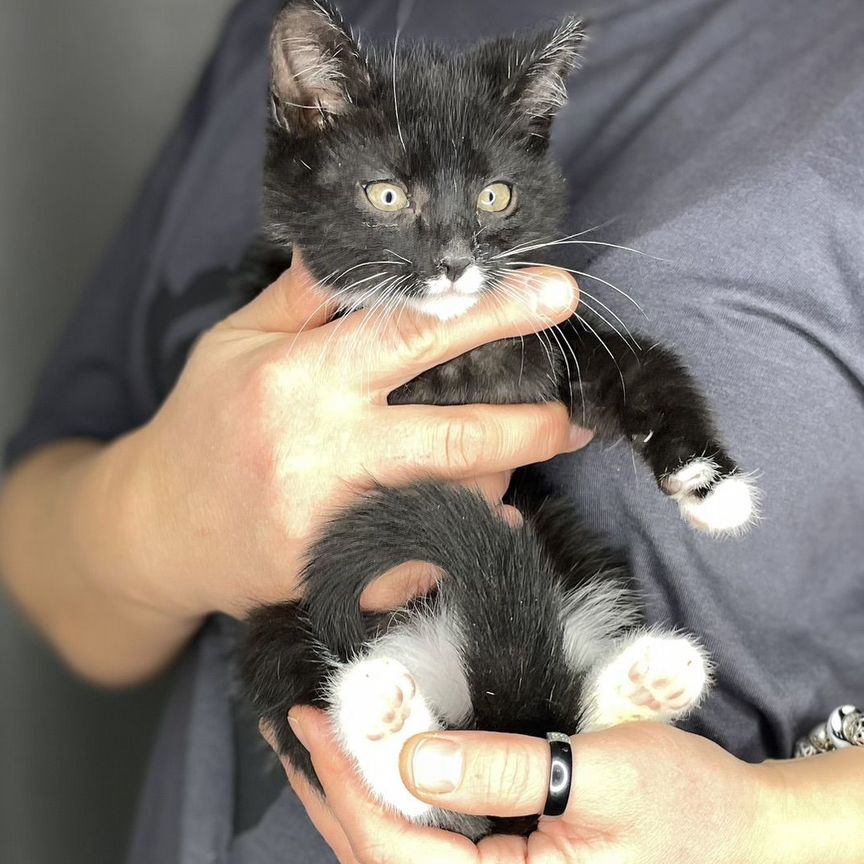 Котёнок в добрые руки