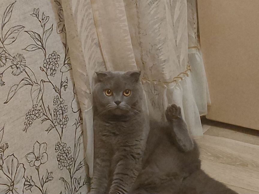 Шотланская вислоухая