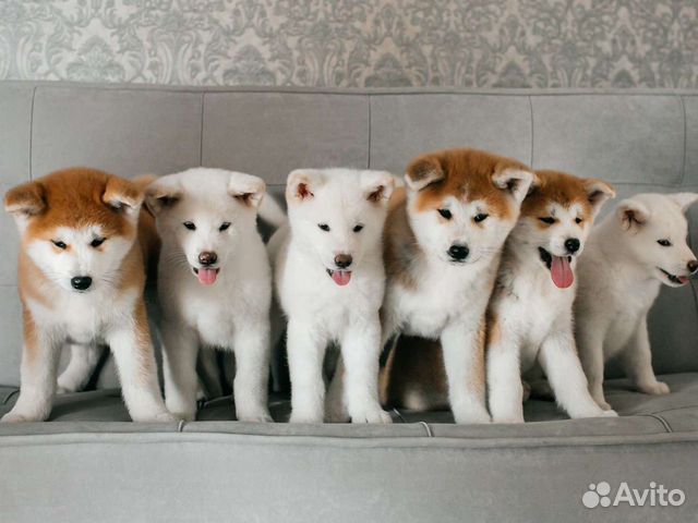 Щенки Акита-ину
