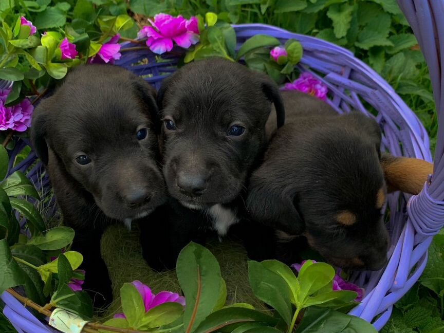 Собака в добрые руки