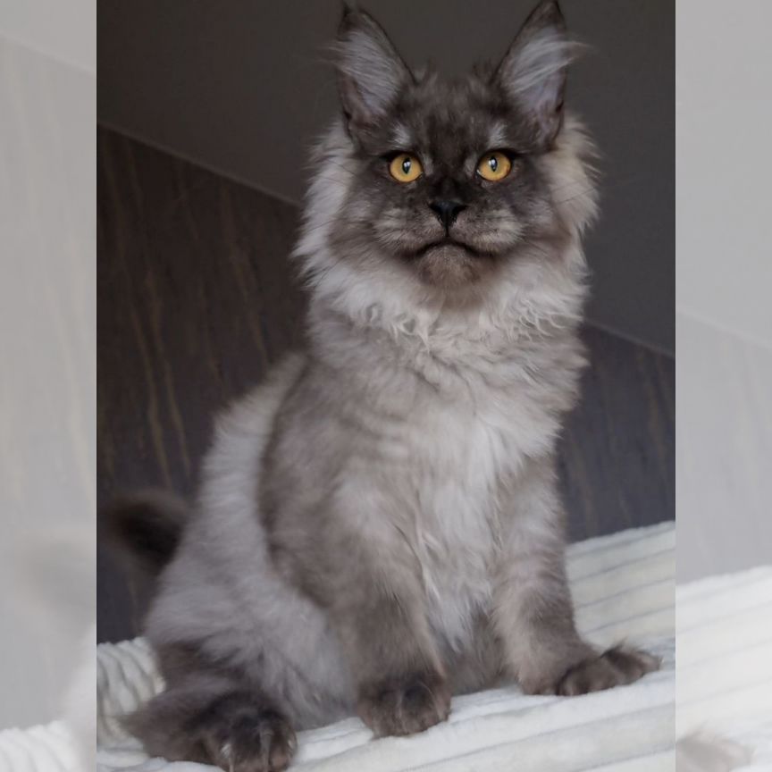 Мейн-кун котёнок