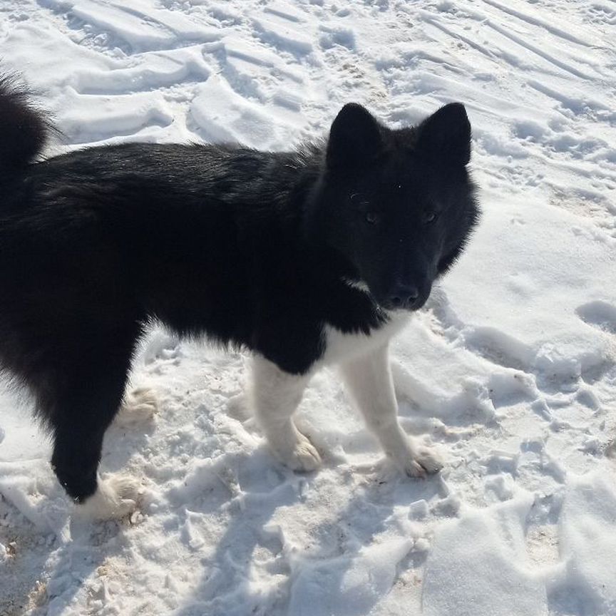 Русско европейская лайка