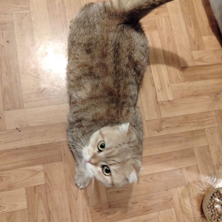 Отдам кота в добрые руки