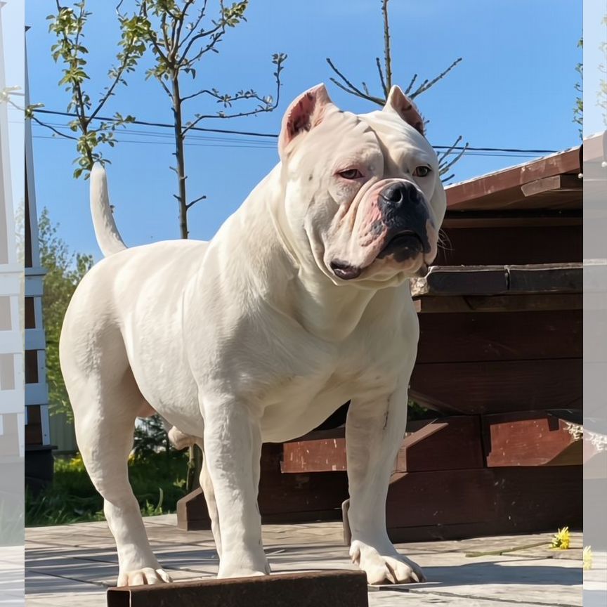 Американский булли, взрослый пёс