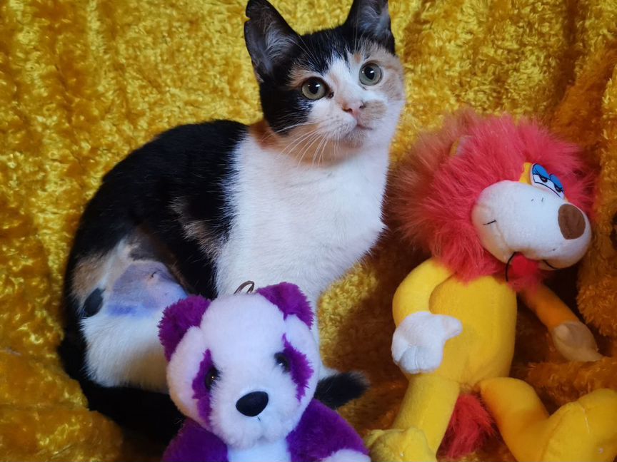 Котенок