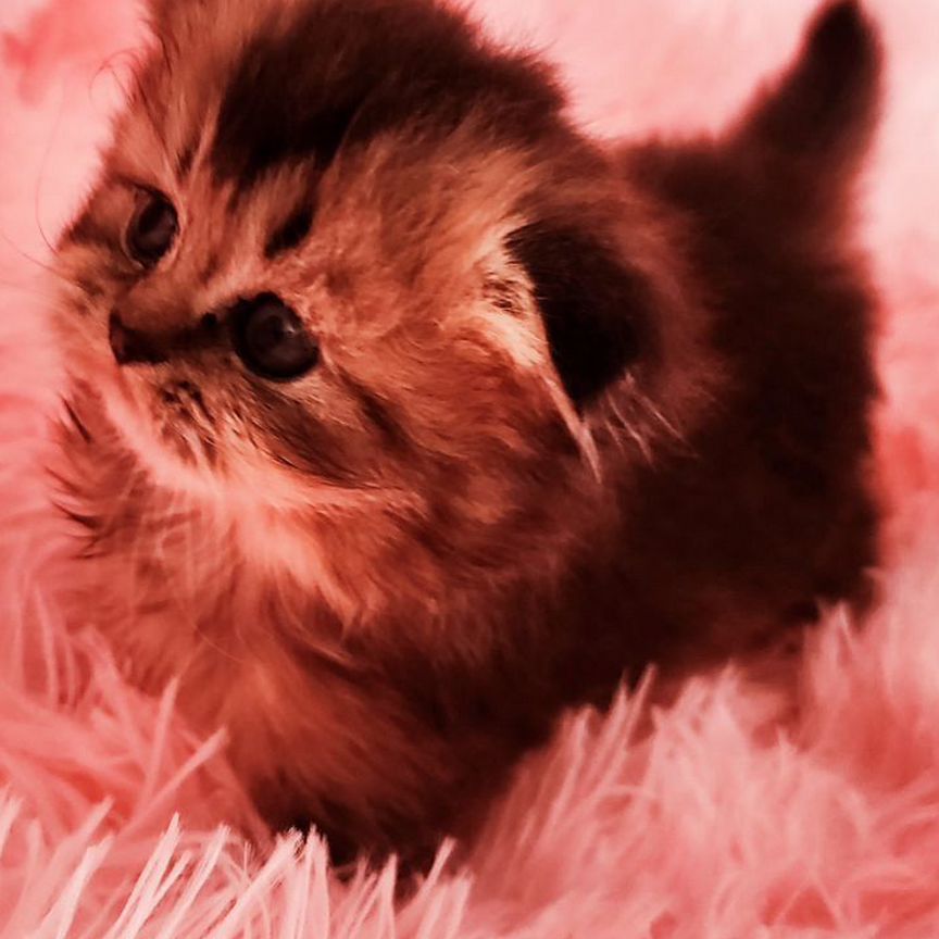 Котята шотландские мальчик вислоушка и девочка пря